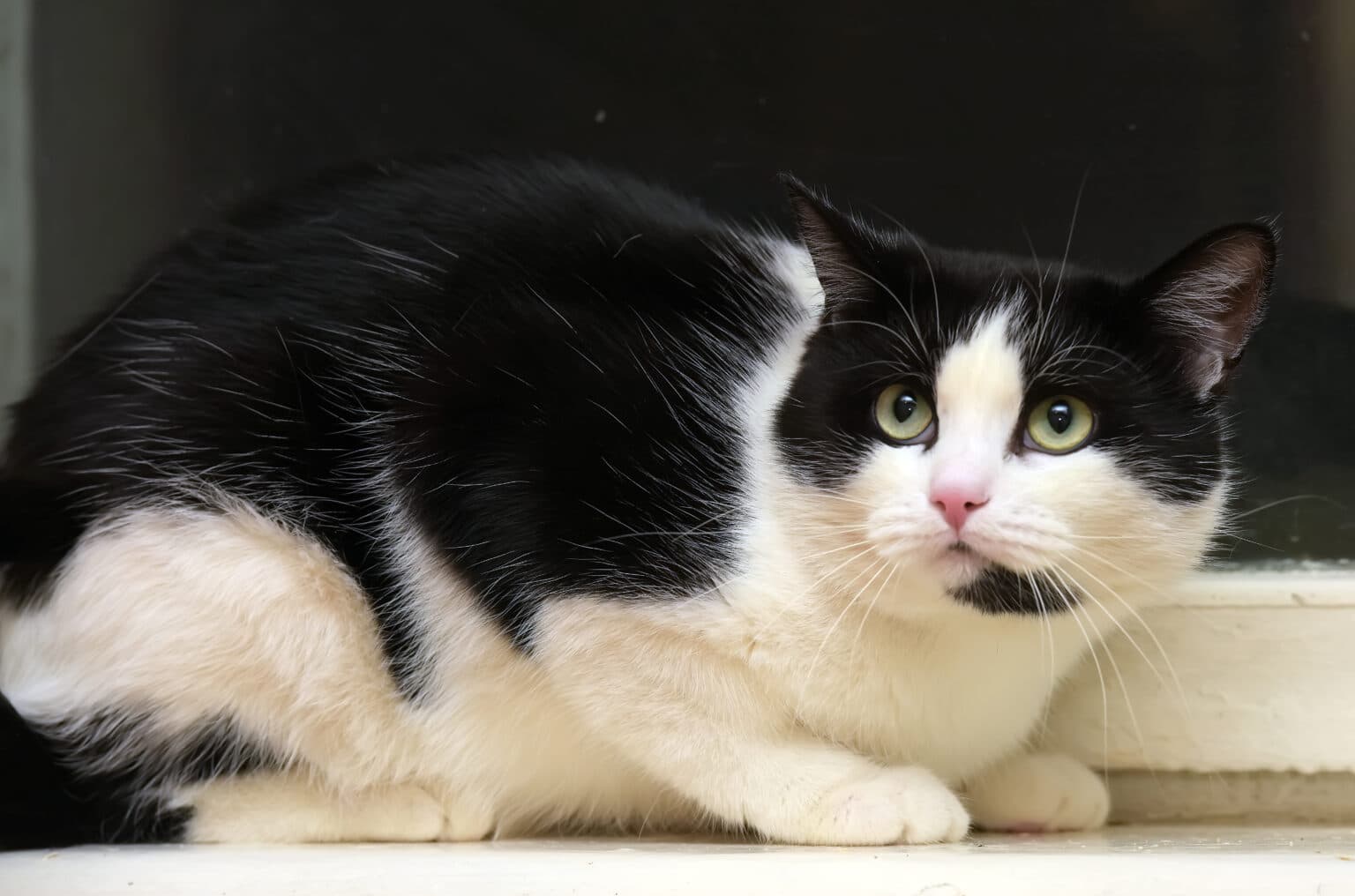 Die 7 Warnsignale der Katze - Good4Pets.de